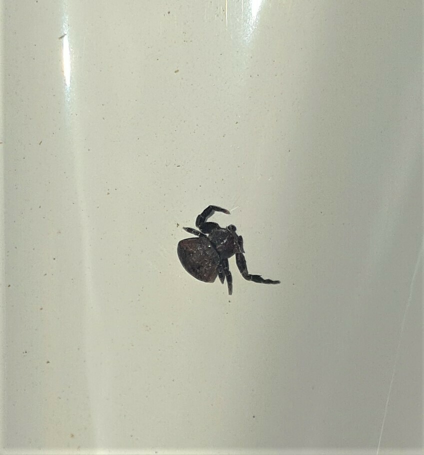 Ground Crab Spiders from Chiredzi, Zimbabwe on September 16, 2022 at 01 ...