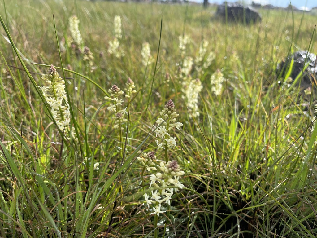 Grasslands Candles (Stackhousia subterranea) - Botanical Realm