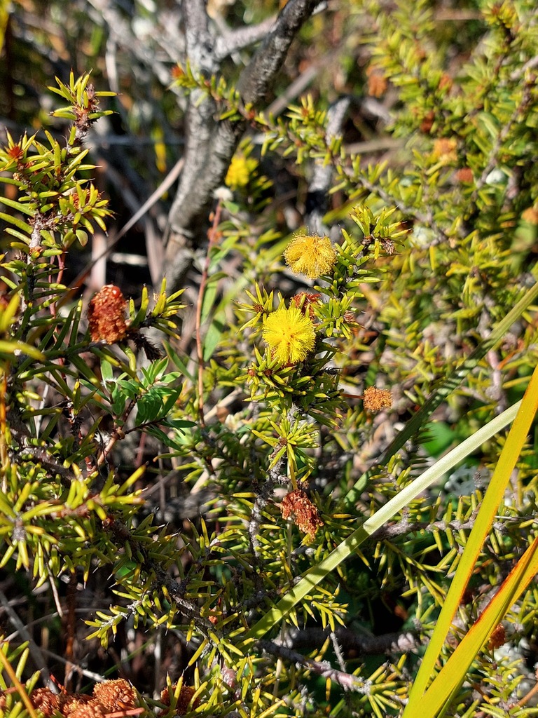 Hooked Wattle from Ulladulla NSW 2539, Australia on September 18, 2022 ...