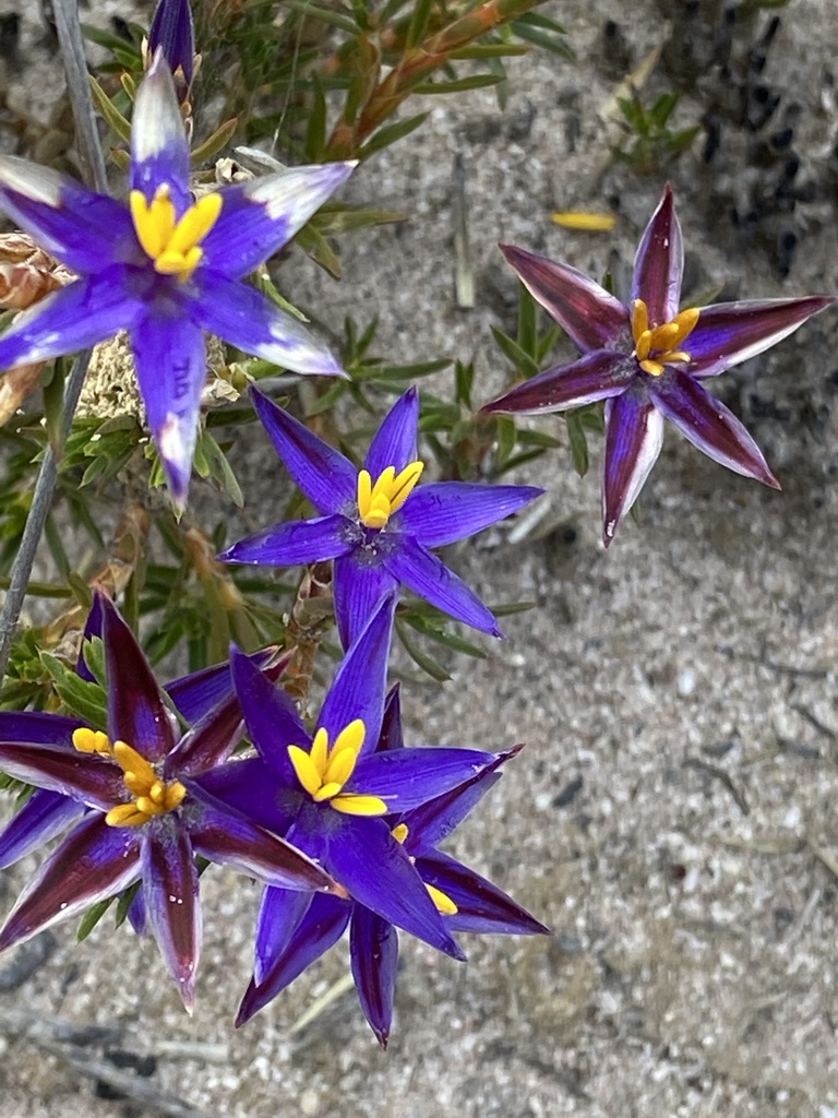 (Calectasia valida) - Botanical Realm