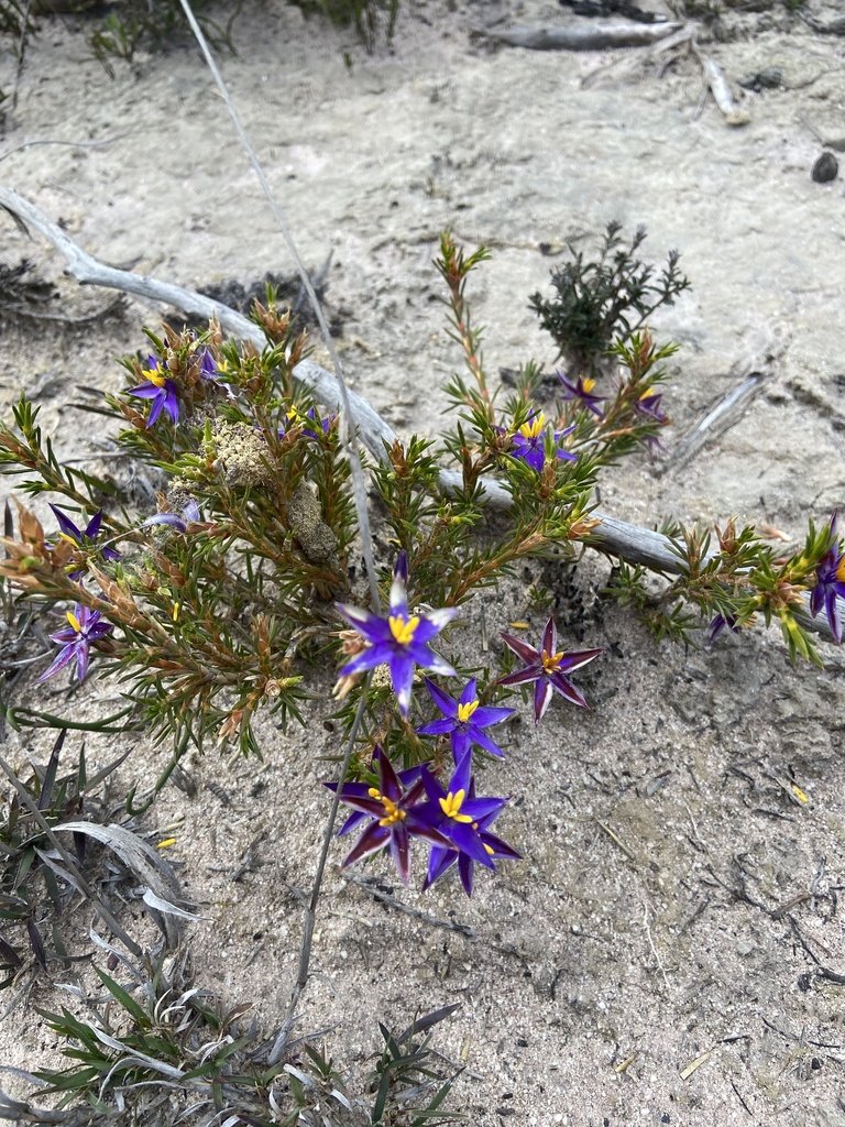 Calectasia valida from Stirling Range National Park, Stirling Range ...