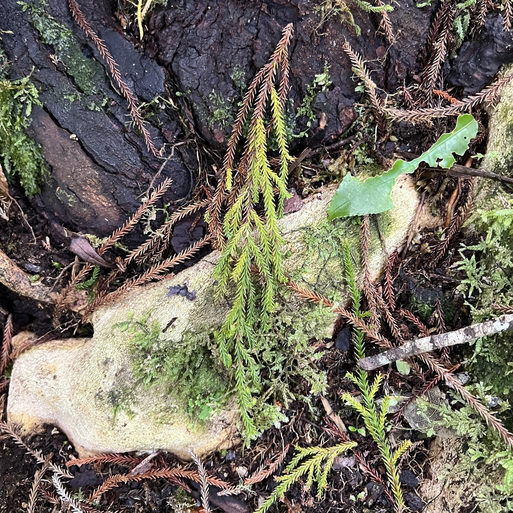 rimu from Pureora Forest Park, Pureora, Waikato, NZ on September 18 ...