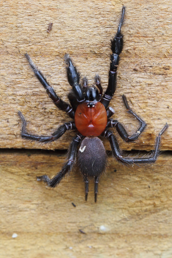 Black Tunnelweb Spider from Kelson, Lower Hutt, New Zealand on ...
