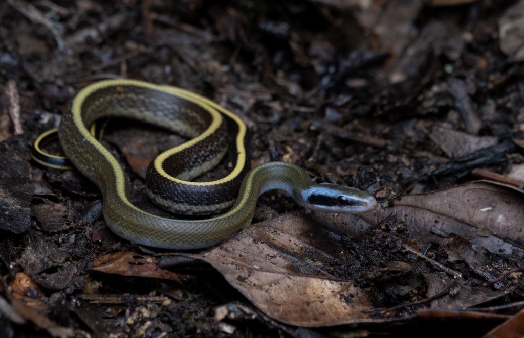 Ridley's Cave Racer from Bukit Fraser, 49000 Bukit Fraser, Pahang ...