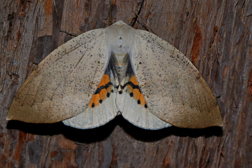Fallen Bark Looper from Carnarvon Park QLD 4722, Australia on July 28 ...