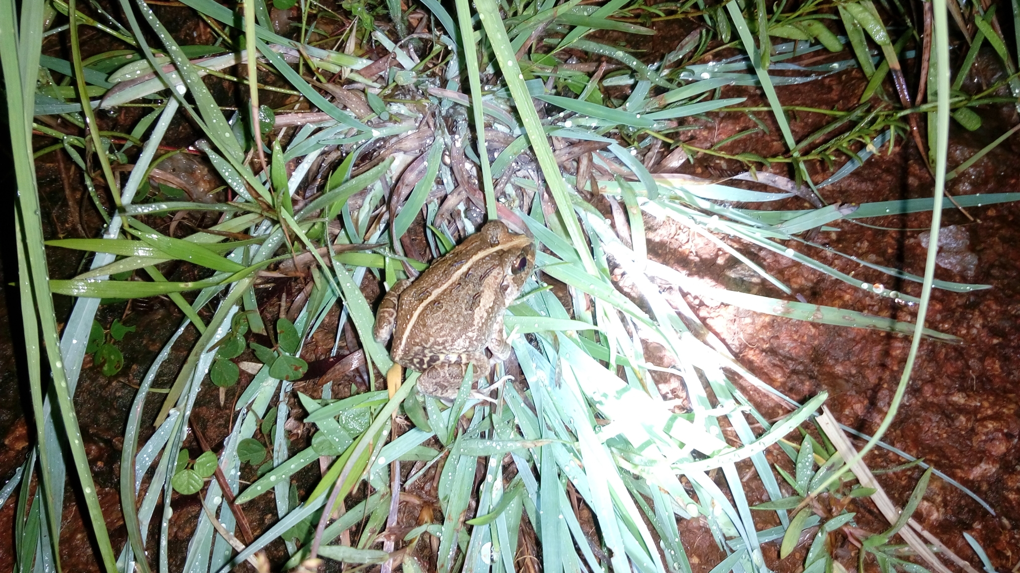 Sphaerotheca breviceps (Schneider, 1799)