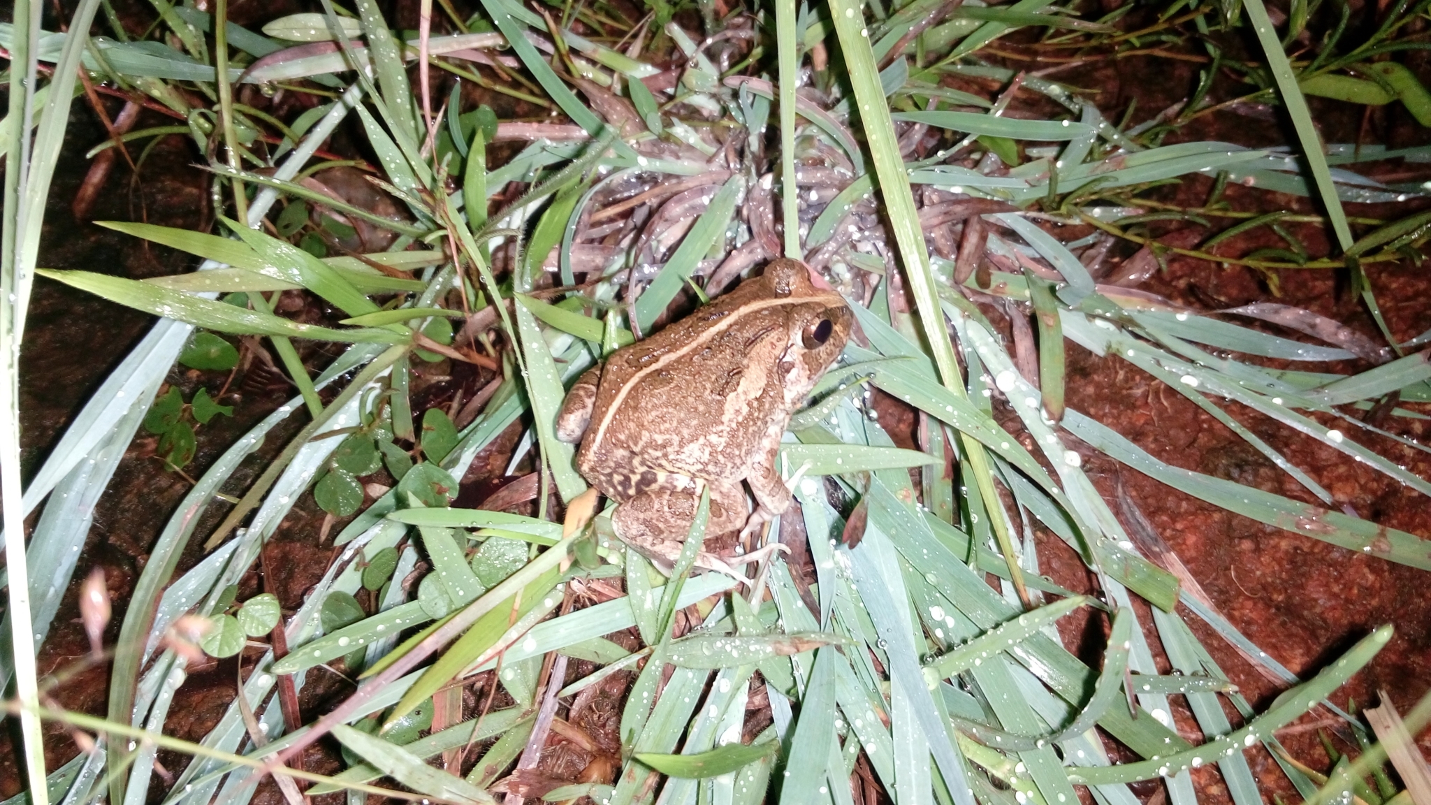 Sphaerotheca breviceps (Schneider, 1799)