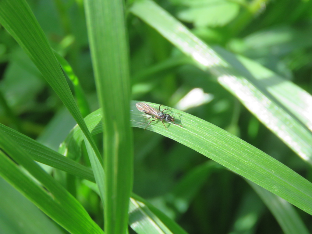 Pony Ants in September 2022 by Josh Magro · iNaturalist