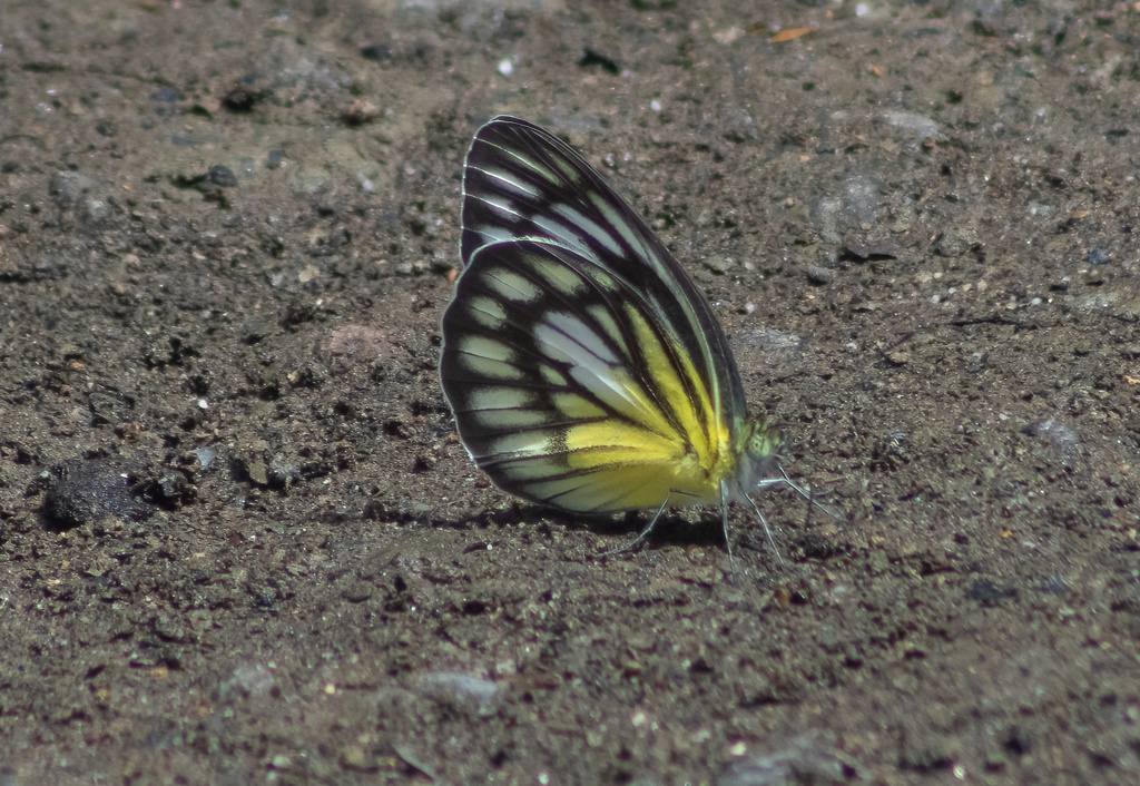 Cepora eperia from Maros Regency, South Sulawesi, Indonesia on ...