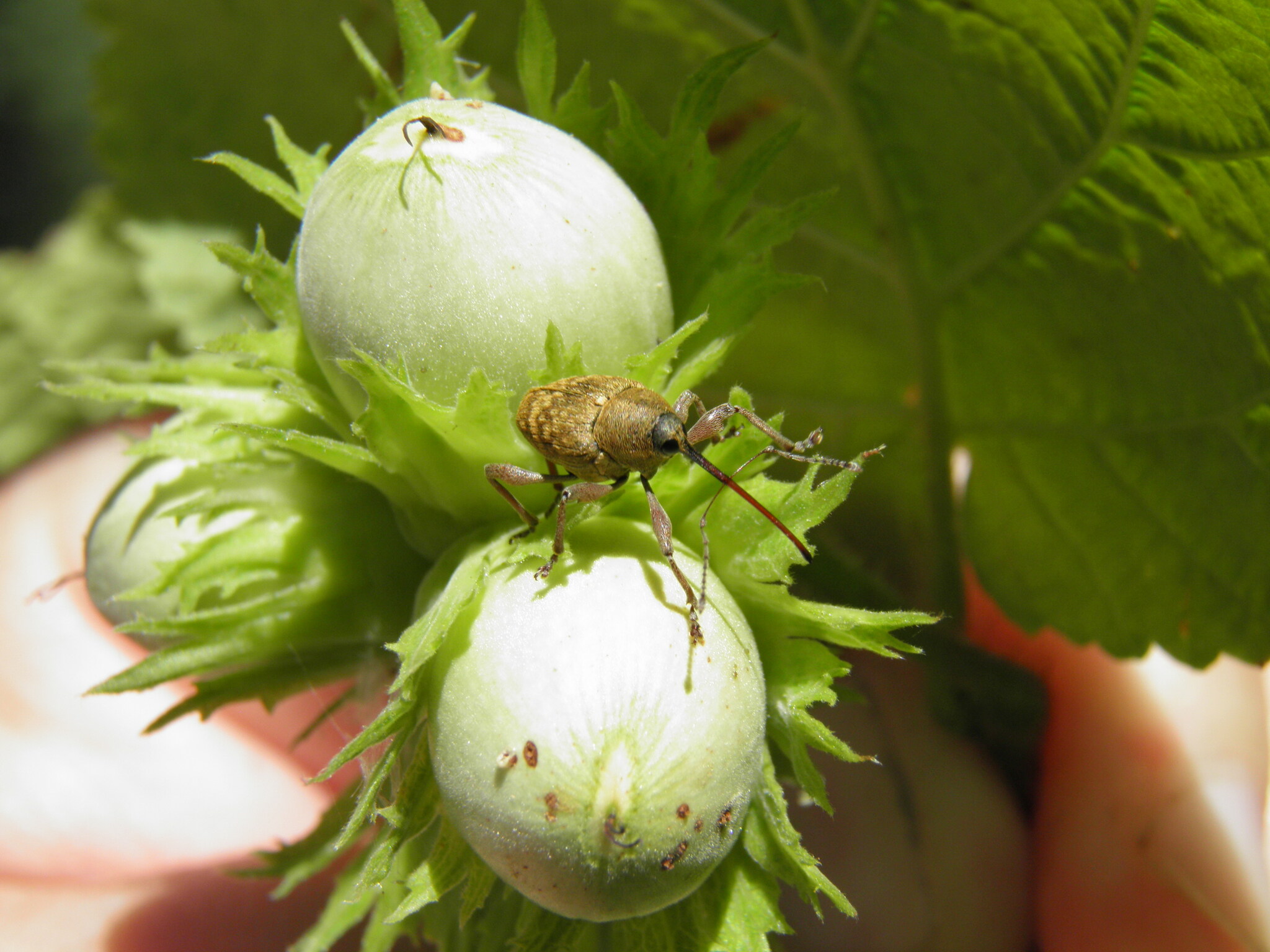 Curculio nucum C.Linnaeus, 1758