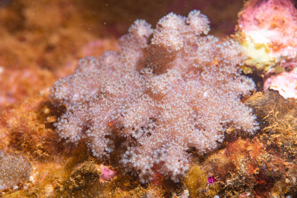 Klyxum from Le Mont-Dore, New Caledonia on September 18, 2022 at 12:37 ...