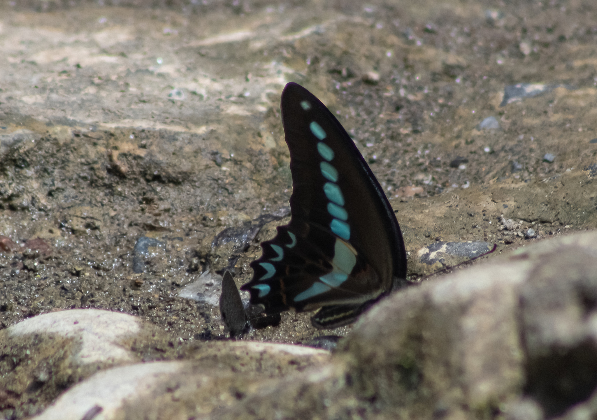 Graphium milon (Felder & Felder, 1864)