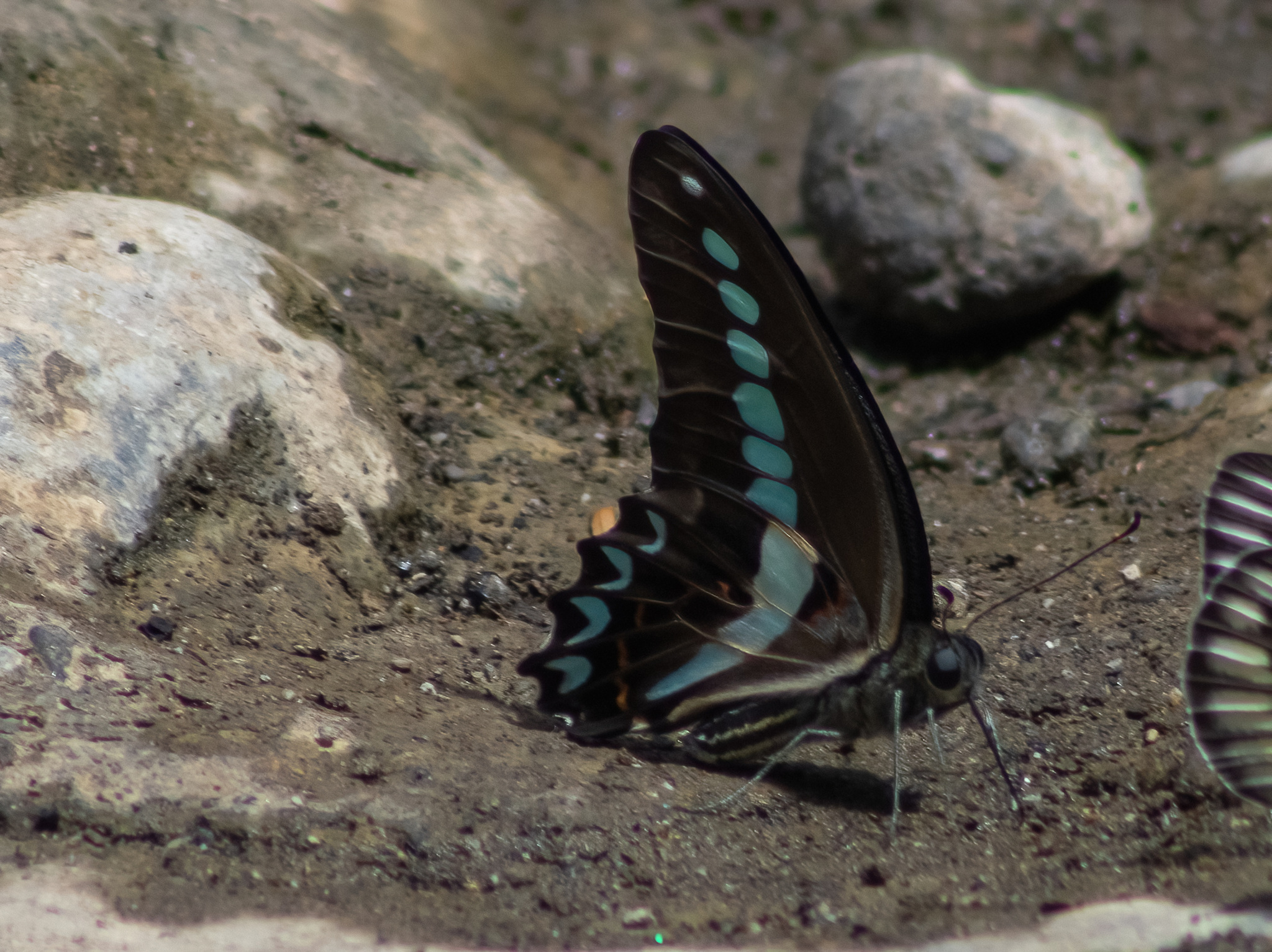 Graphium milon (Felder & Felder, 1864)