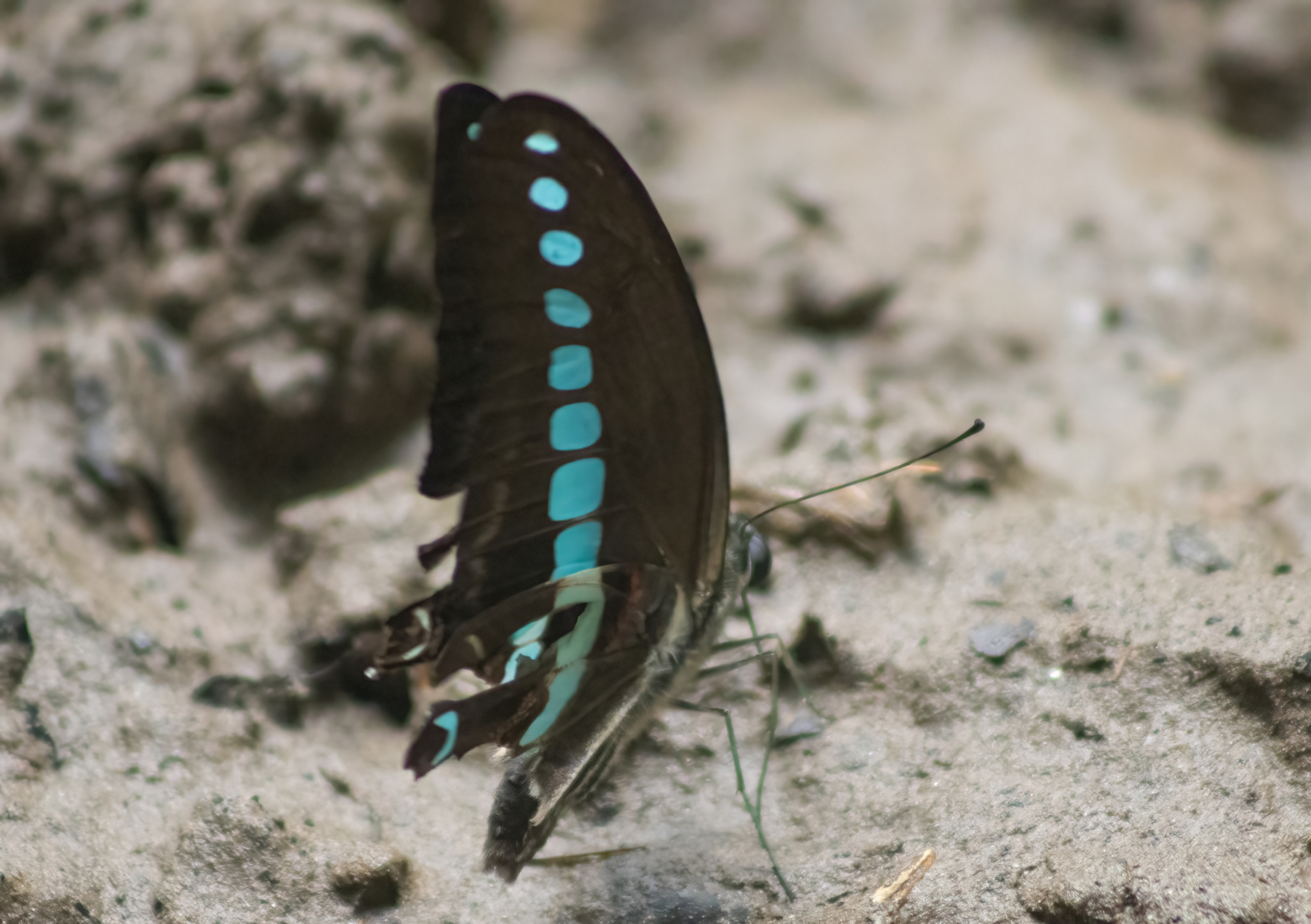 Graphium milon (Felder & Felder, 1864)