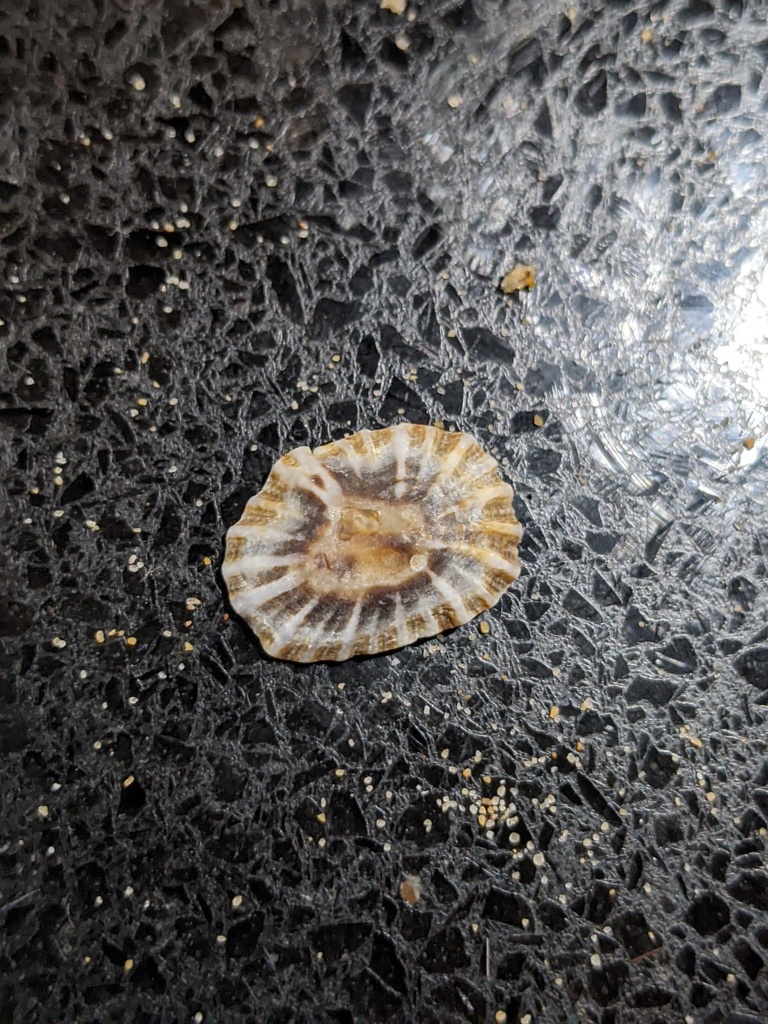 Siphonaria denticulata from Valla Beach NSW 2448, Australia on ...