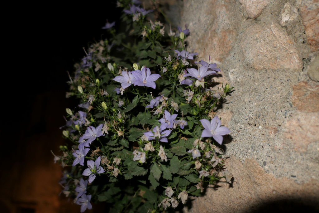 Italian bellflower (Campanula isophylla) - Botanical Realm