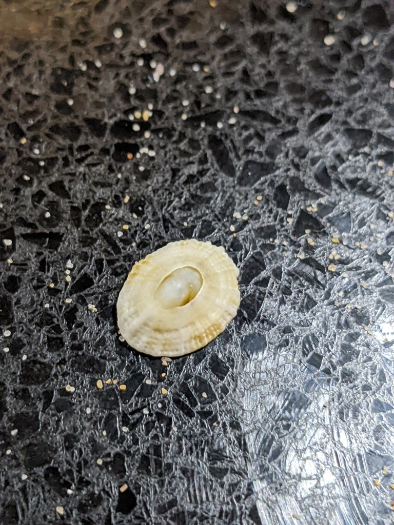 Cap-shaped False Limpet from Valla Beach NSW 2448, Australia on ...