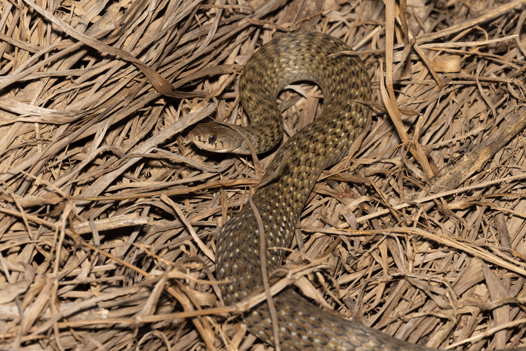 Freshwater Snake from Brookfield (incl. Brisbane Forest Park), AU-QL ...