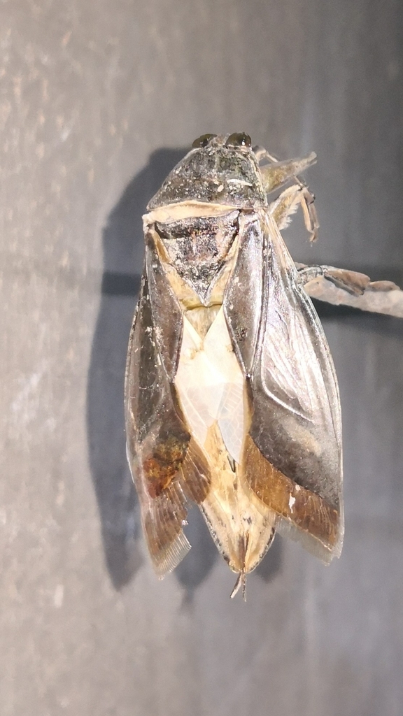 Indo-East Mediterranean Giant Water Bug from السلام، كربلاء 56001, Iraq ...