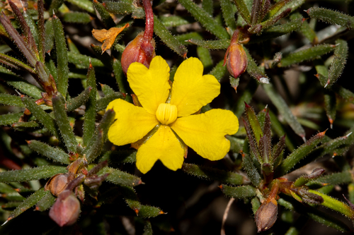 Hibbertia callida · iNaturalist