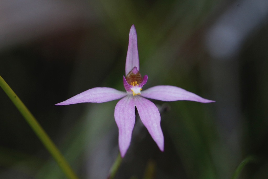 fairy orchid from Newcastle NSW, Australia on September 18, 2022 at 03: ...