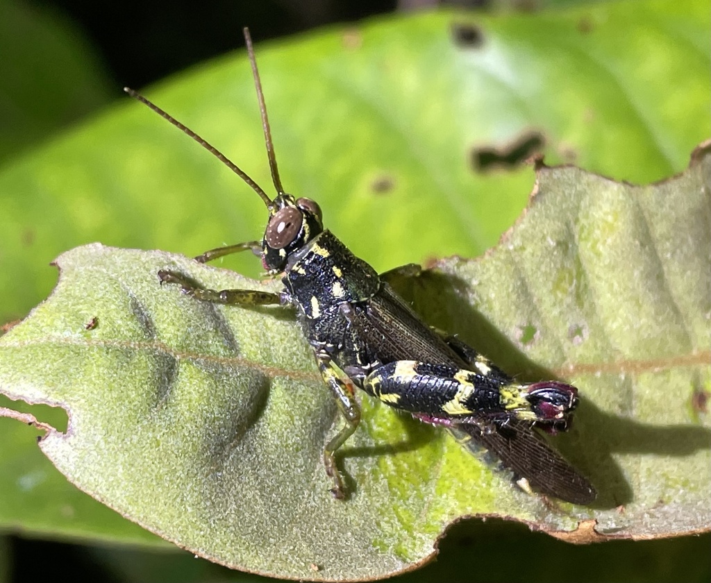 Short-horned Grasshoppers and Locusts from Moyen-Ogooué, GA on July 29 ...