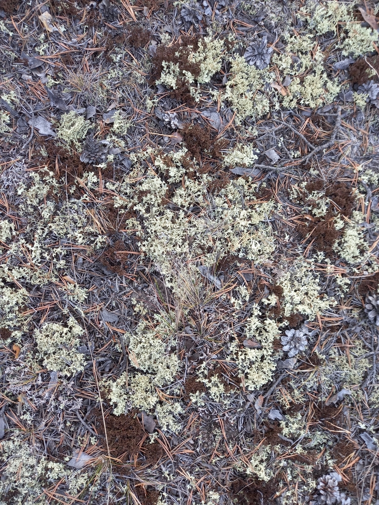Crinkled Snow Lichen from Хужир on September 17, 2022 at 05:04 PM by ...