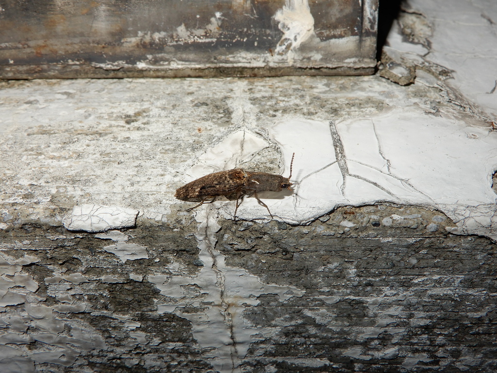 Cryptalaus larvatus from 指南宮, Wenshan, Taipei, Taiwan on September 09 ...