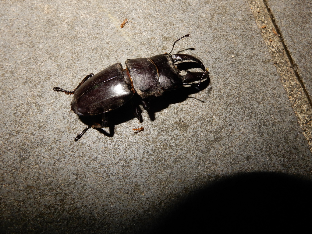 Serrognathus titanus sika from 指南宮, Wenshan, Taipei, Taiwan on ...