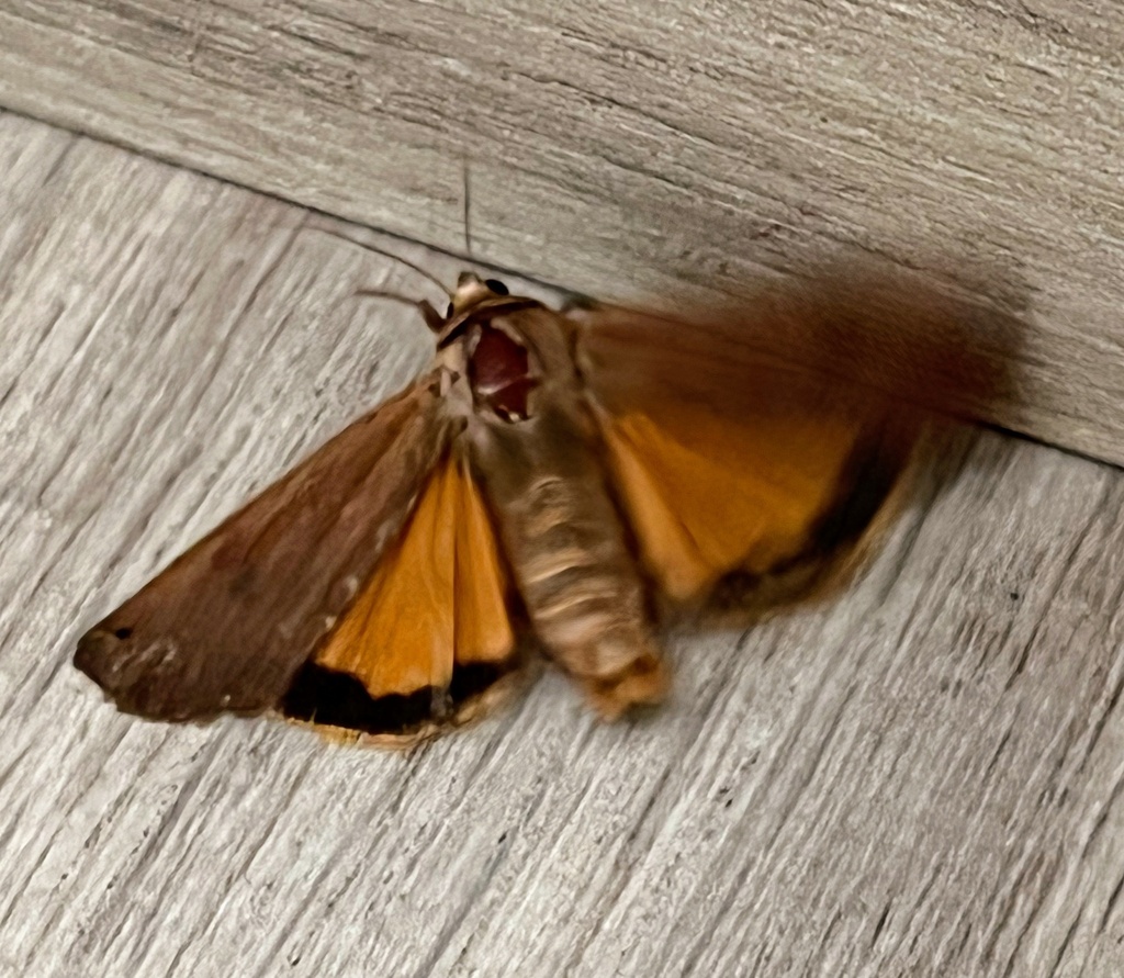 Large Yellow Underwing from Václavkova, Mladá Boleslav, Středočeský, CZ ...