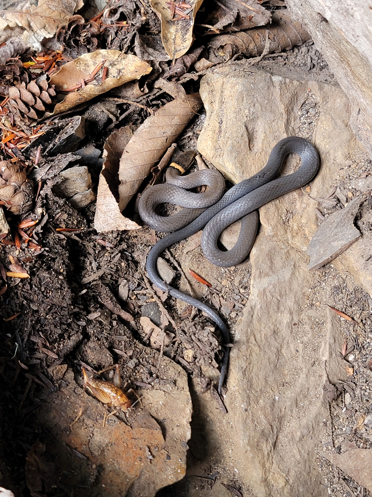 ring-necked snake in September 2022 by Catherine Schmitt · iNaturalist
