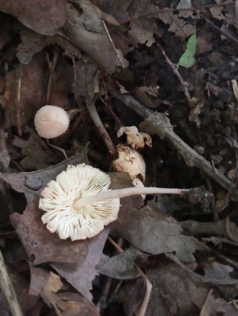 bearded dapperling from Delaware Water Gap National Recreation Area ...