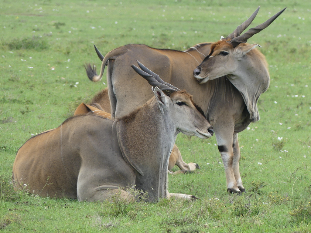 East African Eland from Mara, Kenya on February 17, 2022 at 11:21 PM by ...