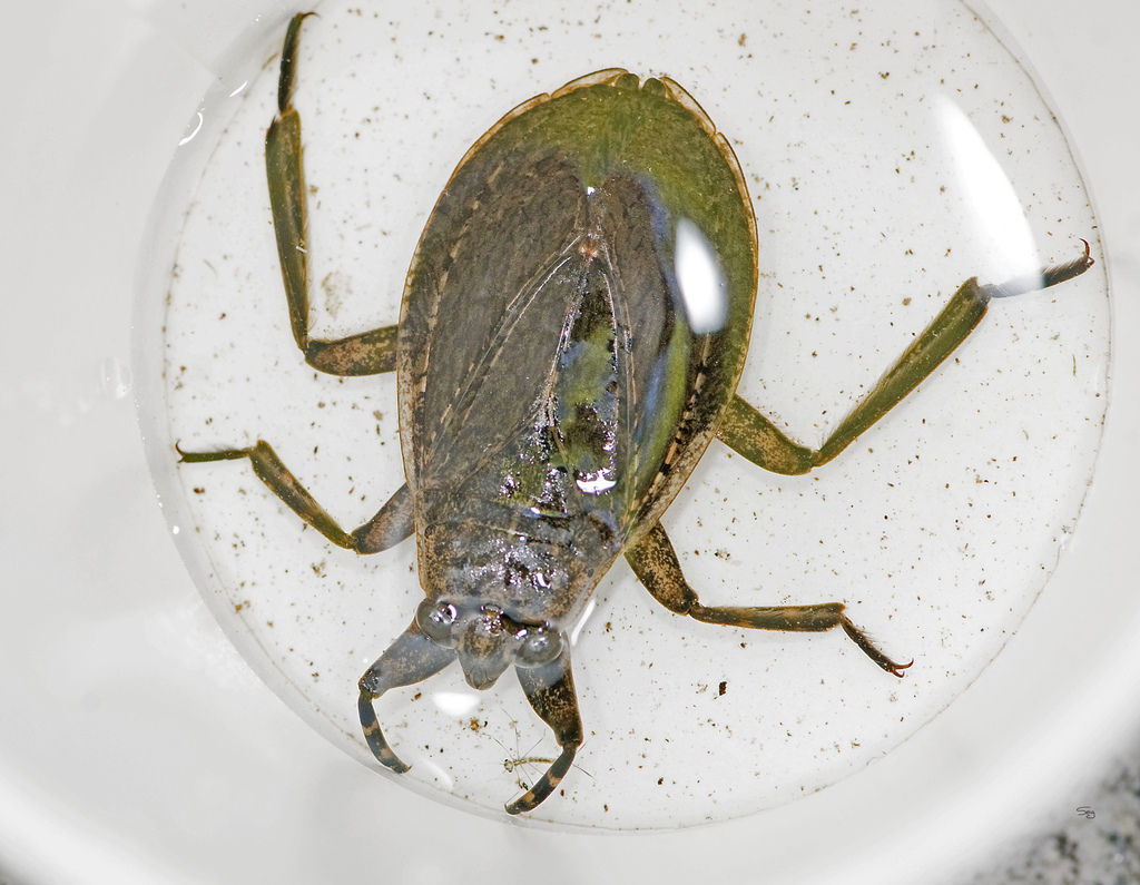 Abedus from Pima County, AZ, USA on May 06, 2011 at 06:30 PM by Seig ...