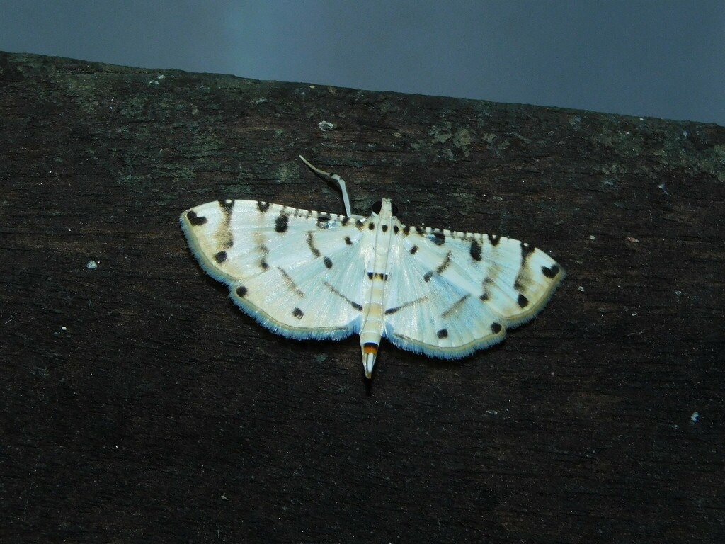 Pycnarmon cribrata from Hoima, Ouganda on September 16, 2022 at 08:24 ...