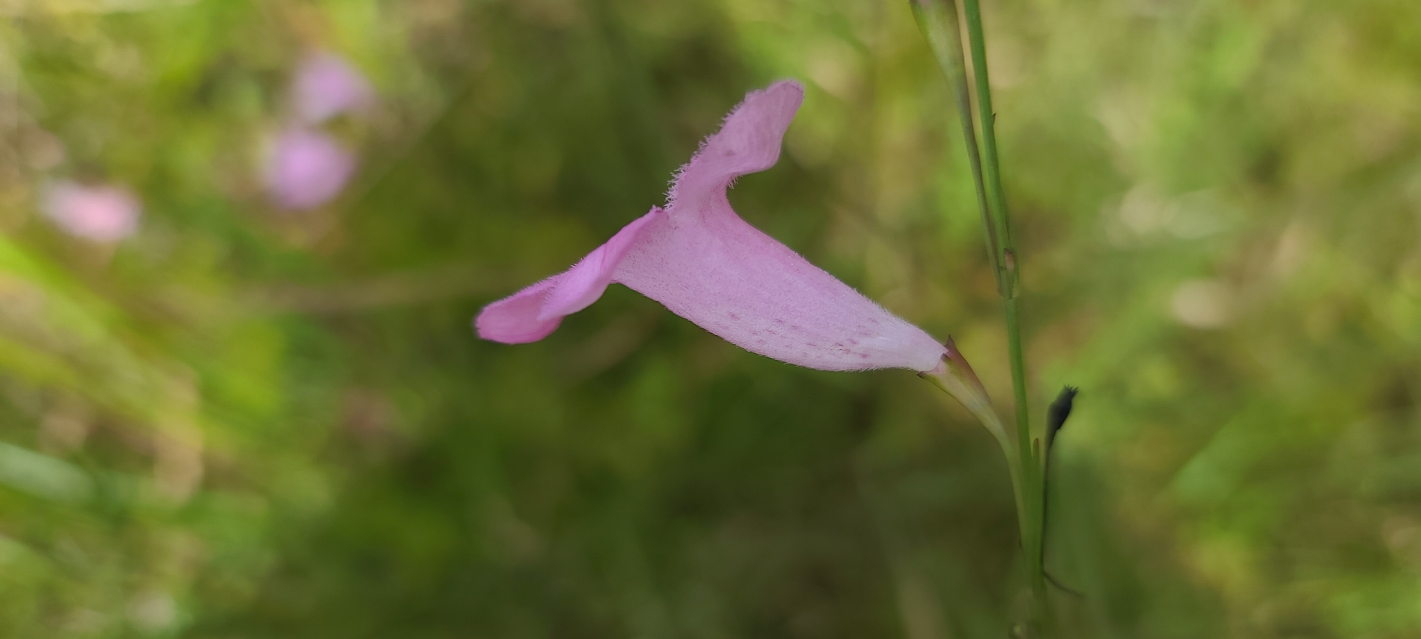 Agalinis linifolia (Nutt.) Britton