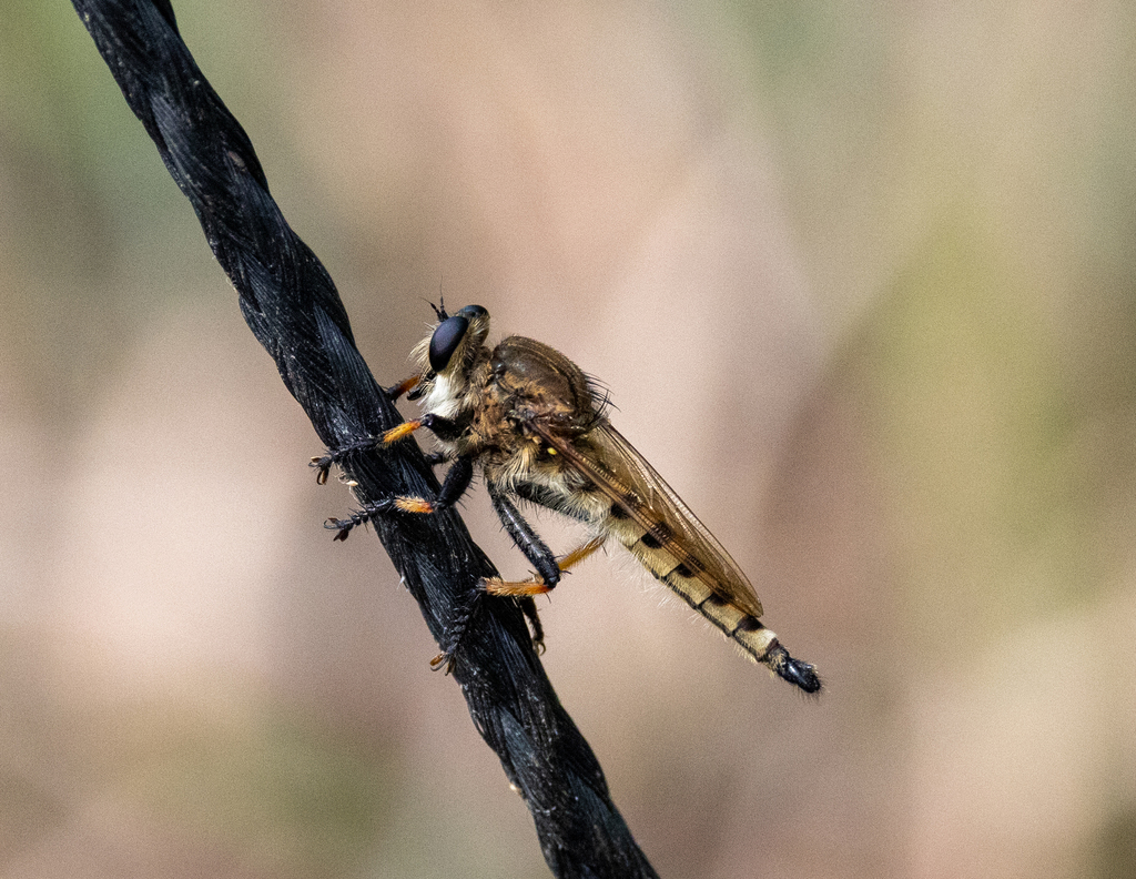 Red-footed Cannibal Fly from Bladen County, NC, USA on September 17 ...