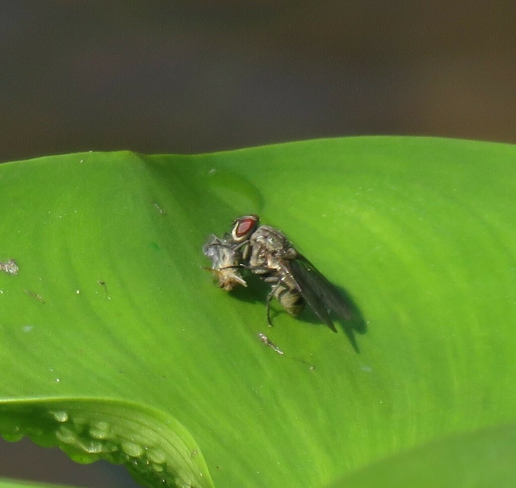 Calyptrate Flies from 431 E Rd, Milton, VT 05468, USA on September 8 ...