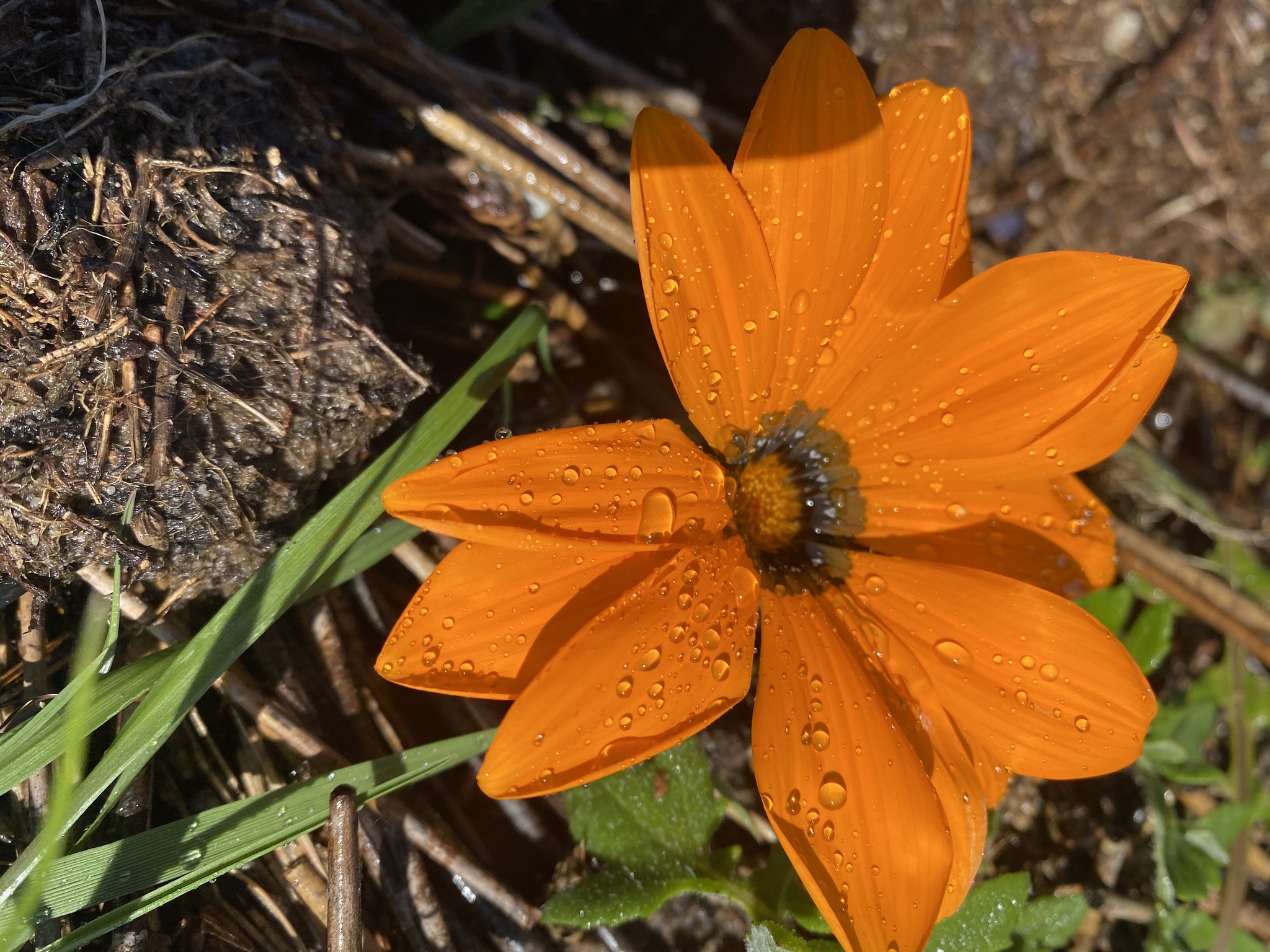 Gazania pectinata (Thunb.) Hartw.
