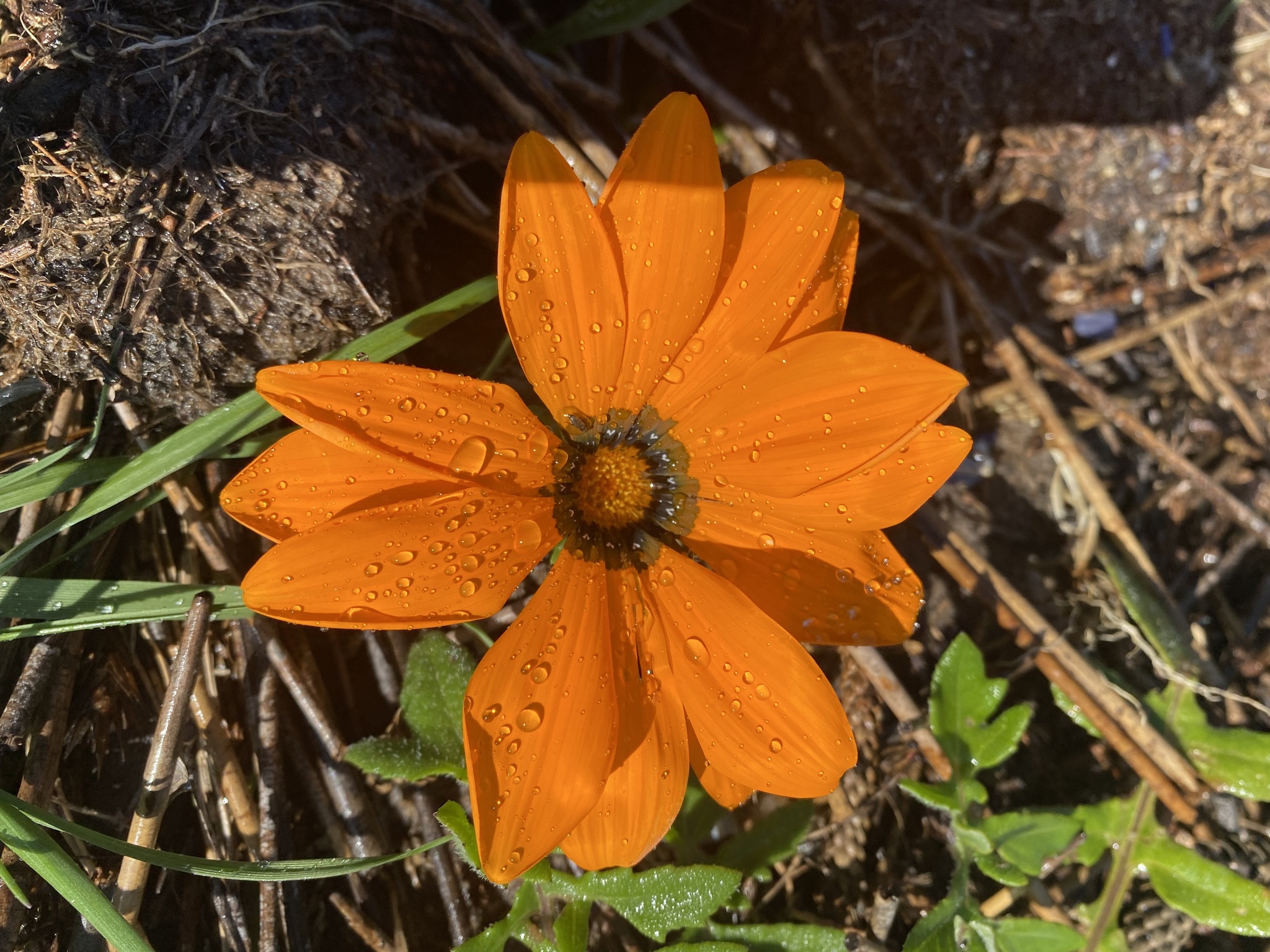 Gazania pectinata (Thunb.) Hartw.
