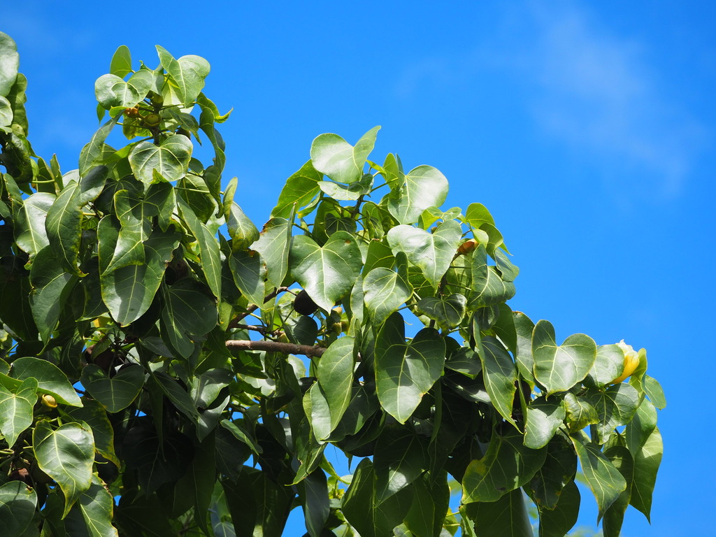 Portia tree (Thespesia populnea) - Botanical Realm