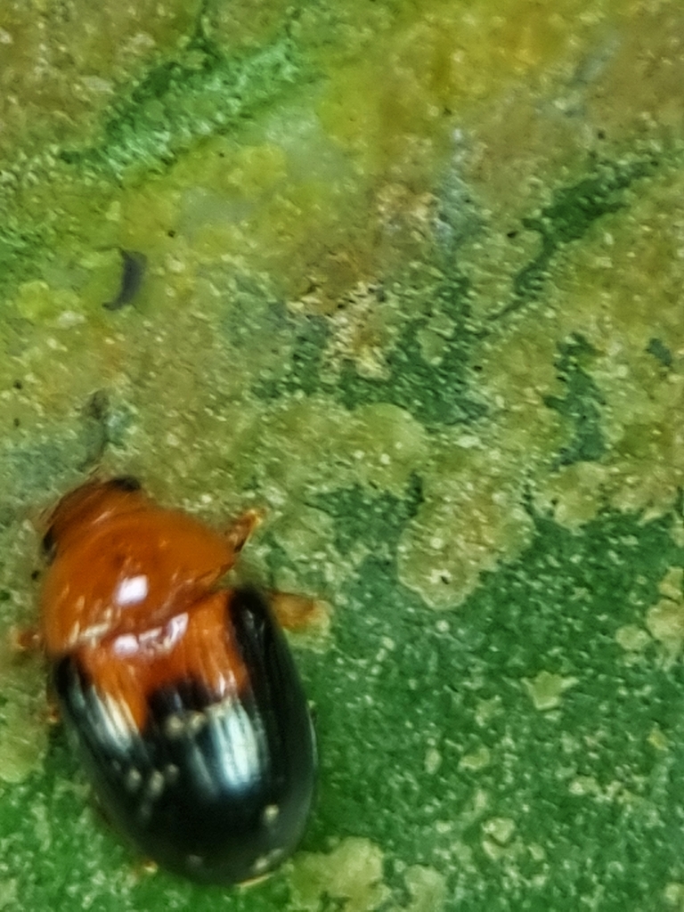 Scelidopetalon arrowi from Central Water Catchment, Singapore on ...
