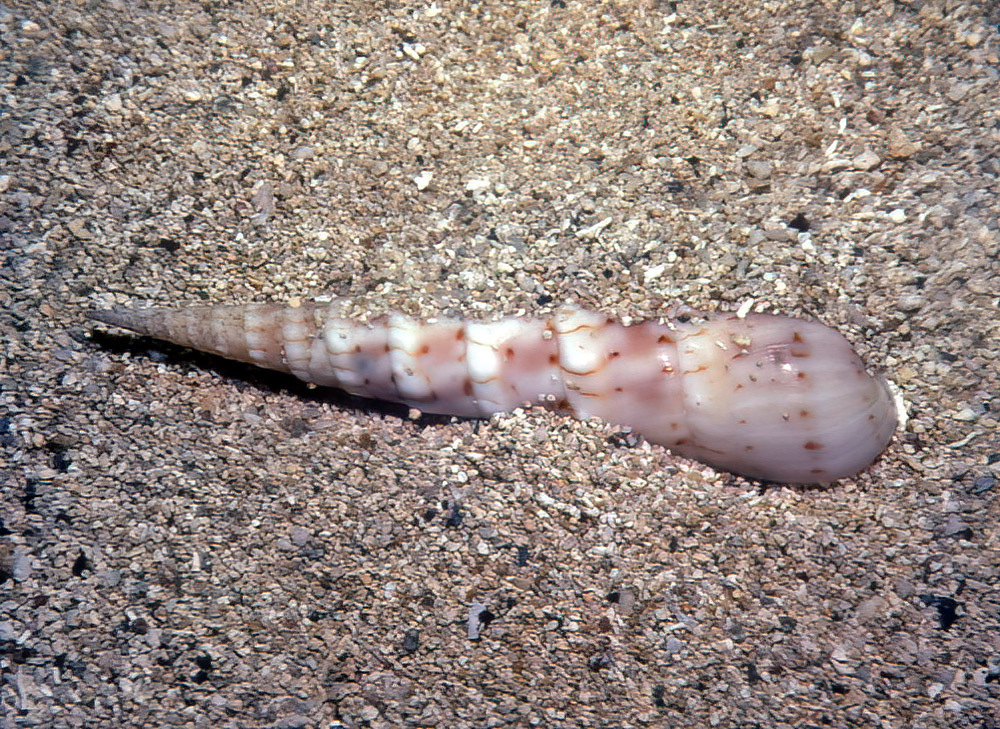 Crenulated Auger from Kahe Point, Oahu, Hawaii on March 20, 1978 by ...