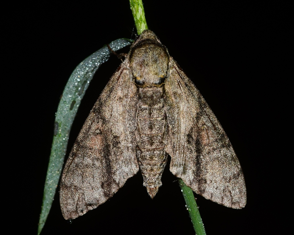 Ash Sphinx (Lepidoptera of Sibley Farm (Worcester Co., MA)) · iNaturalist