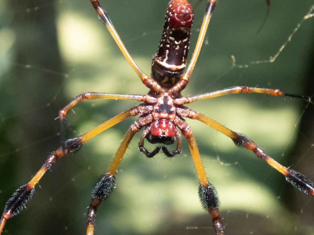 Golden Silk Spider from Jefferson, Jean Lafitte National Historical ...