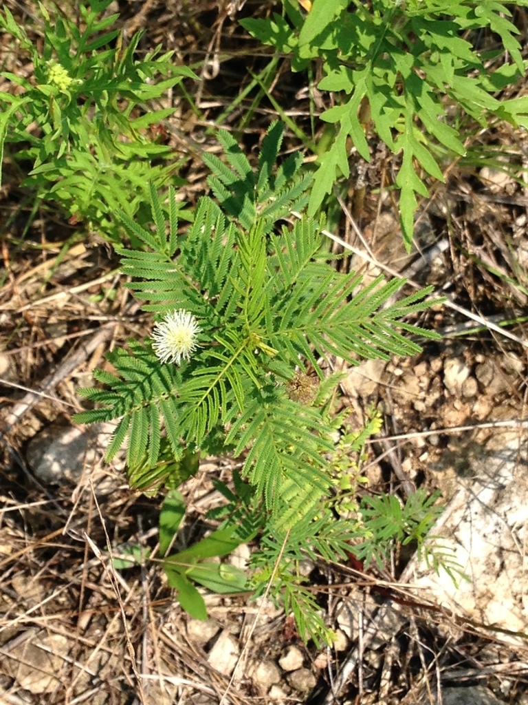 Illinois bundleflower from De Soto, MO 63020, USA on August 13, 2018 at ...