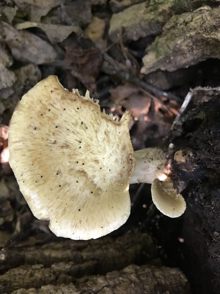 Dryad's Saddle from Jones Mill Rd, Chevy Chase, MD, US on September 18 ...