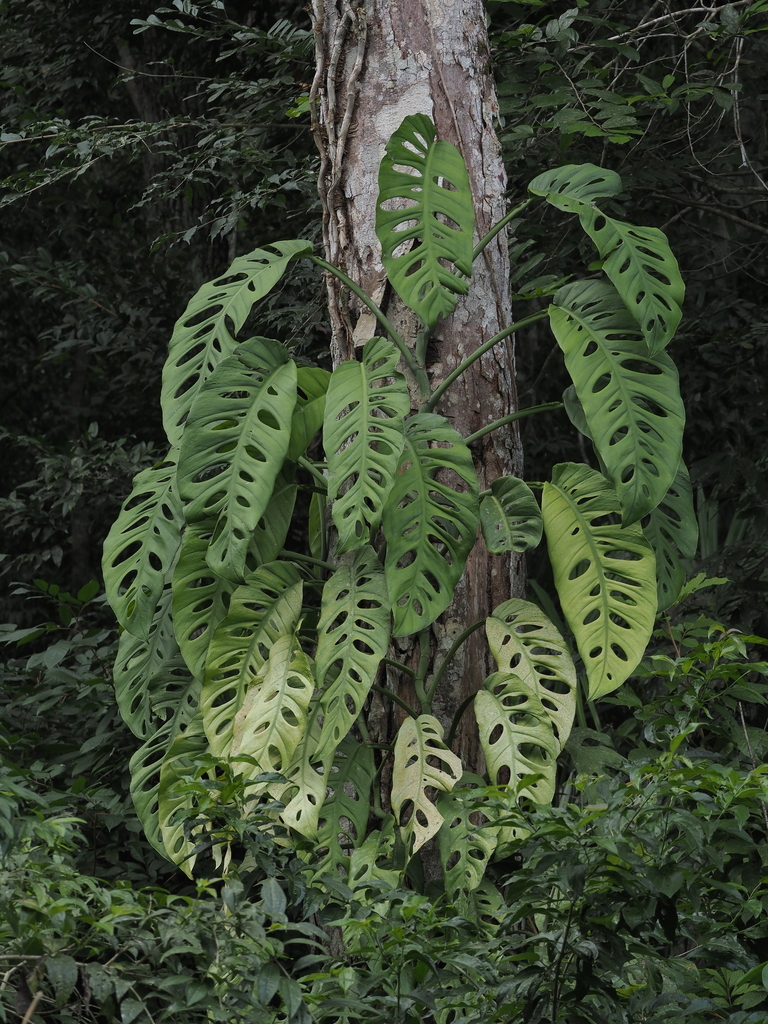 Monstera acuminata from Calakmul Municipality, Campeche, Mexico on ...