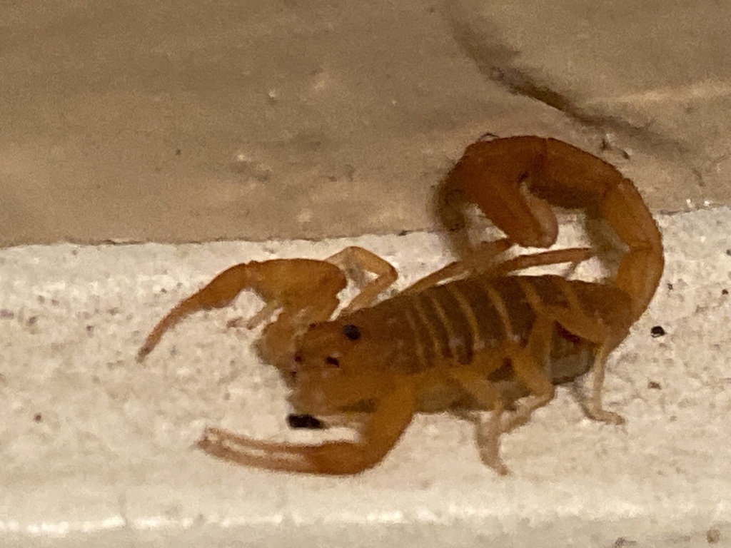 Arizona Bark Scorpion from E Pasture Canyon Dr, San Tan Valley, AZ, US ...