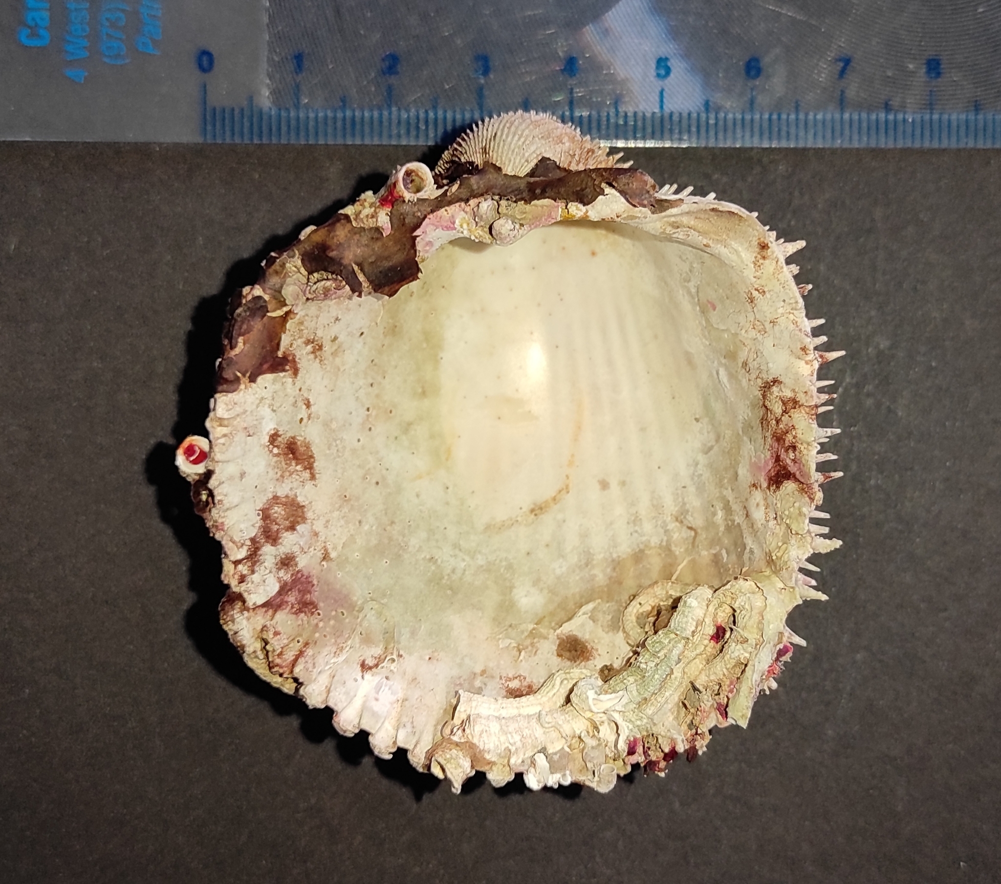 Acanthocardia spinosa (Lightfoot), 1786